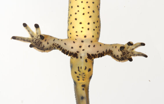 รูปภาพCloaca – เลือกดูภาพถ่ายสต็อก เวกเตอร์ และวิดีโอ723 | Adobe Stock