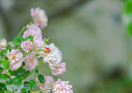 Imágenes de Banch: descubre bancos de fotos, ilustraciones, vectores y ...