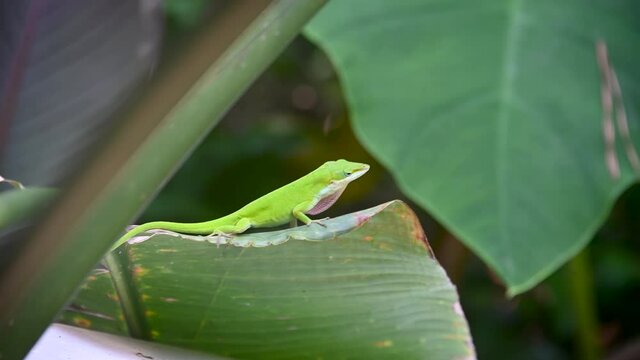 "Green Anole" Images – Browse 6,606 Stock Photos, Vectors, and Video ...