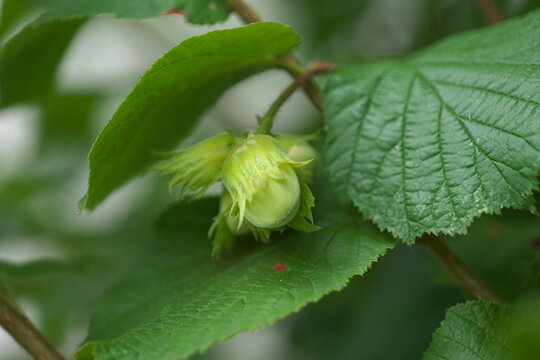 Haselblatt Bilder – Durchsuchen 23,079 Archivfotos, Vektorgrafiken und ...