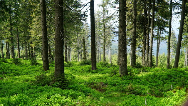 "Las Iglasty" Images – Browse 391 Stock Photos, Vectors, and Video ...