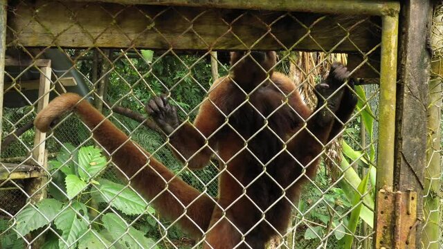 Chorongo Images – Browse 54 Stock Photos, Vectors, and Video | Adobe Stock