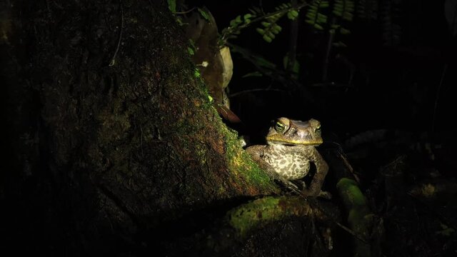 "Cane Toad" Images – Browse 8,219 Stock Photos, Vectors, and Video ...