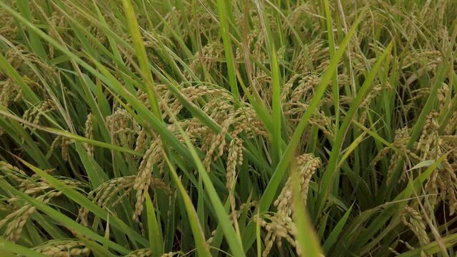 "Rice Husk" 影像 – 瀏覽 755 個素材庫相片、向量圖和影片 | Adobe Stock