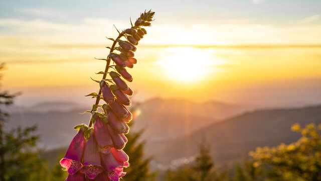 "Red Foxglove" Images – Browse 38 Stock Photos, Vectors, and Video ...