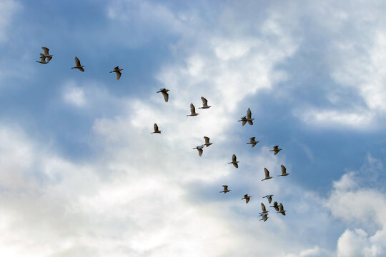 รูปภาพBando – เลือกดูภาพถ่ายสต็อก เวกเตอร์ และวิดีโอ6,281 | Adobe Stock