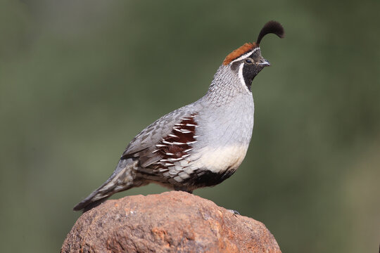Quail Bilder – Durchsuchen 134,885 Archivfotos, Vektorgrafiken und ...