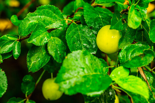 Mirabelka-Bilder: Stock-Fotos & -Videos. | Adobe Stock