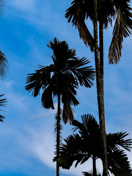 「Puwak」の写真素材 | 8件の無料イラスト画像 | Adobe Stock