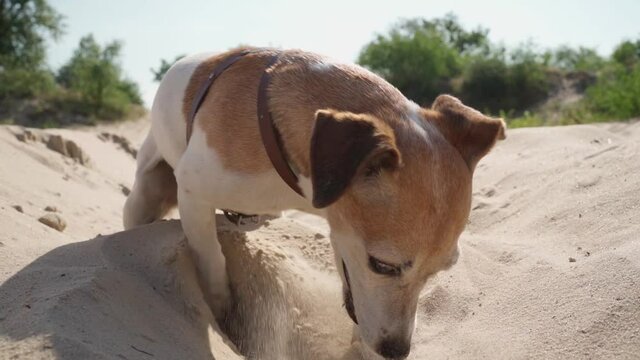 "Dog Digging" Images – Browse 140 Stock Photos, Vectors, and Video ...