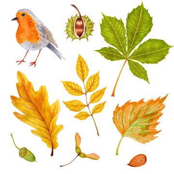 Buchennuss-Bilder: Stock-Fotos & -Videos. | Adobe Stock