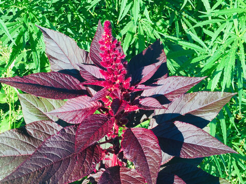 "Red Amaranth" Images – Browse 2,874 Stock Photos, Vectors, and Video ...