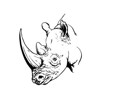 Angry Rhinoceros Drawing