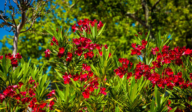 「Mangolia」の写真素材 | 82件の無料イラスト画像 | Adobe Stock