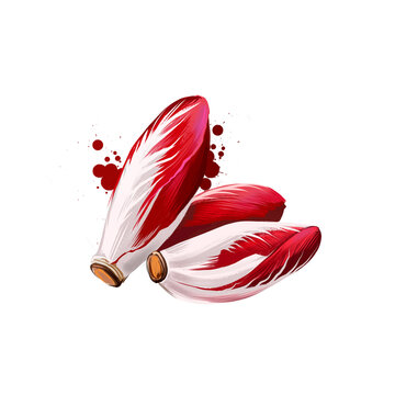 Chicory Icon Bilder – Durchsuchen 519 Archivfotos, Vektorgrafiken und ...