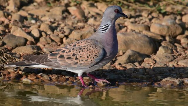 「Turtur」の画像 - 1,022 件の Stock 写真、ベクターおよびビデオ | Adobe Stock