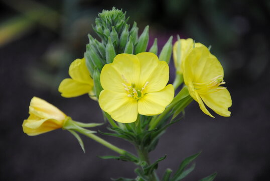 Fever-Plant Images – Browse 108 Stock Photos, Vectors, and Video ...