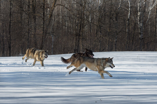 Running Wolf Pack