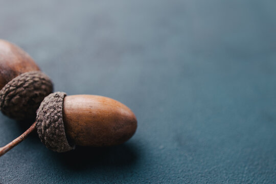 Eichelbaum Bilder – Durchsuchen 79,072 Archivfotos, Vektorgrafiken und ...