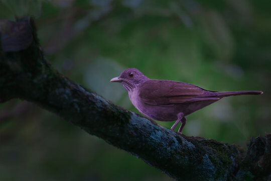 Imágenes de Mirla: descubre bancos de fotos, ilustraciones, vectores y ...