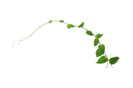 รูปภาพCreeper – เลือกดูภาพถ่ายสต็อก เวกเตอร์ และวิดีโอ137,970 | Adobe Stock