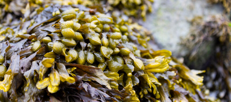 รูปภาพMacroalgae – เลือกดูภาพถ่ายสต็อก เวกเตอร์ และวิดีโอ429,115 ...