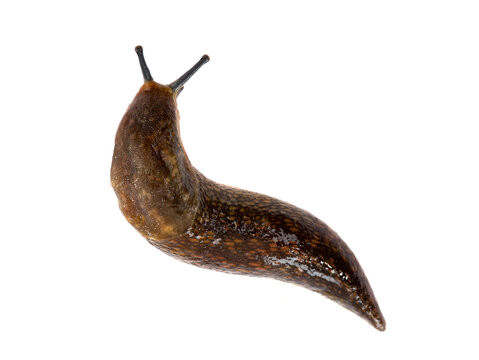 รูปภาพMolluscum – เลือกดูภาพถ่ายสต็อก เวกเตอร์ และวิดีโอ439 | Adobe Stock