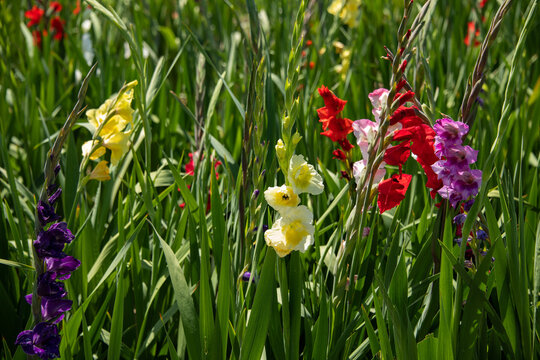 Gladiolen bilder – Bläddra bland 672 stockfoton, vektorer och videor ...