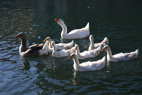 รูปภาพOche – เลือกดูภาพถ่ายสต็อก เวกเตอร์ และวิดีโอ1,029 | Adobe Stock