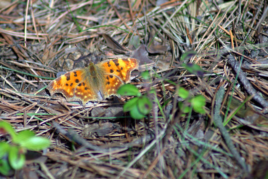 Ceik Images – Browse 31 Stock Photos, Vectors, and Video | Adobe Stock