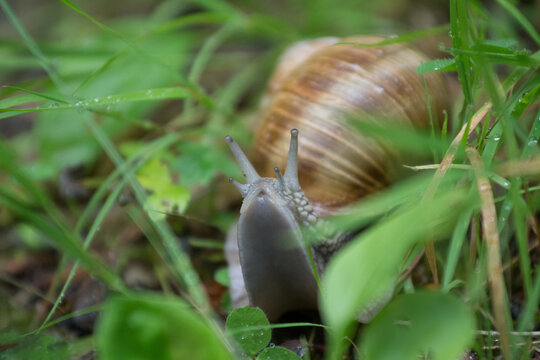 Cadaverin Bilder – Durchsuchen 94,356 Archivfotos, Vektorgrafiken und ...