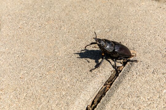 รูปภาพStag-Beetle – เลือกดูภาพถ่ายสต็อก เวกเตอร์ และวิดีโอ3,069 | Adobe ...