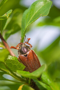 รูปภาพDoodlebug – เลือกดูภาพถ่ายสต็อก เวกเตอร์ และวิดีโอ1,665 | Adobe Stock