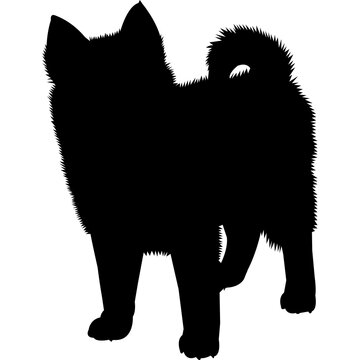 Imágenes de Pomsky: descubre bancos de fotos, ilustraciones, vectores y ...