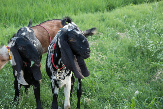 "Two Goats" Bilder – Durchsuchen 134 Archivfotos, Vektorgrafiken und ...