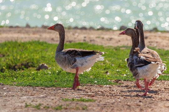 รูปภาพGanso – เลือกดูภาพถ่ายสต็อก เวกเตอร์ และวิดีโอ9,664 | Adobe Stock