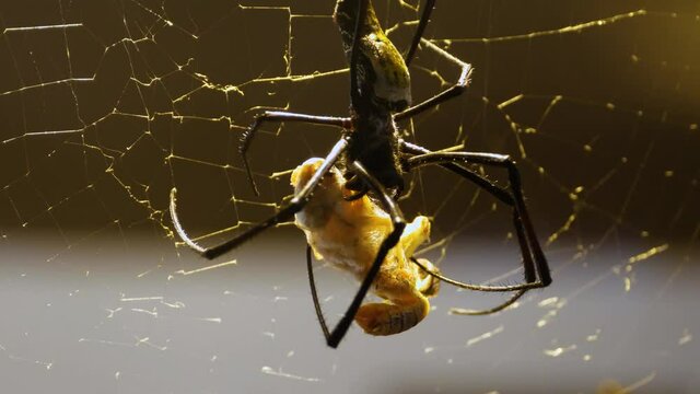 Dead Spider Images – Browse 22,817 Stock Photos, Vectors, and Video ...