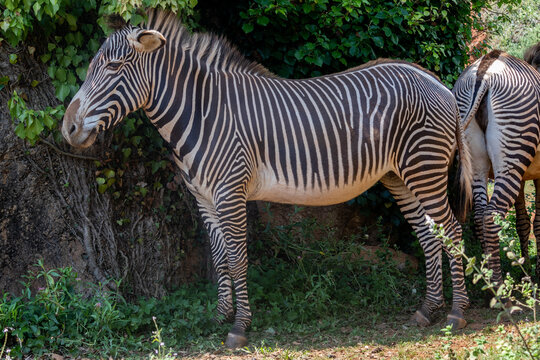 Imágenes de Rayas: descubre bancos de fotos, ilustraciones, vectores y ...