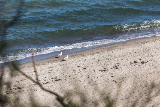 Happy Seagull Bilder – Durchsuchen 13,413 Archivfotos, Vektorgrafiken ...