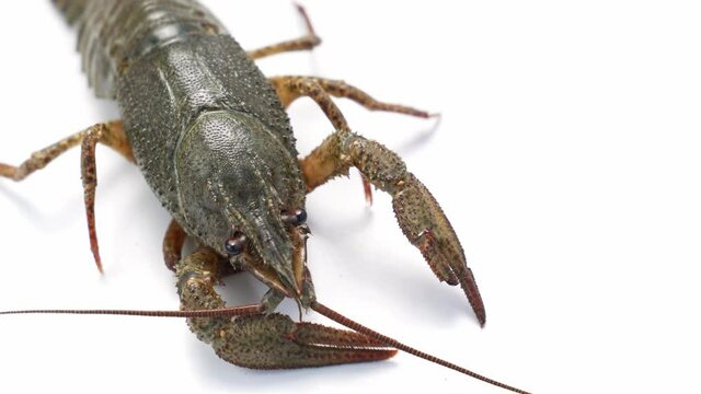 Crawdad Images – Browse 98,837 Stock Photos, Vectors, and Video | Adobe ...