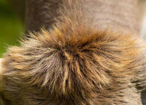 Flequillo bilder – Bläddra bland 335 stockfoton, vektorer och videor ...