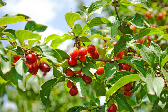 Dogberry-Tree Bilder – Durchsuchen 263 Archivfotos, Vektorgrafiken und ...
