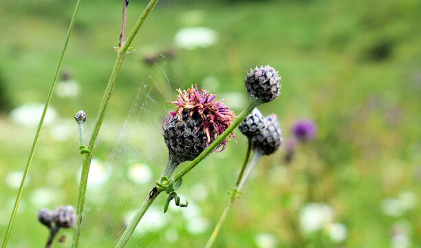 รูปภาพInvolucre – เลือกดูภาพถ่ายสต็อก เวกเตอร์ และวิดีโอ1,707 | Adobe Stock