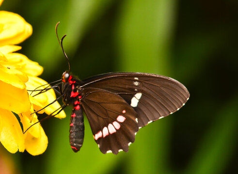 Parides bilder – Bläddra bland 1,260 stockfoton, vektorer och videor ...