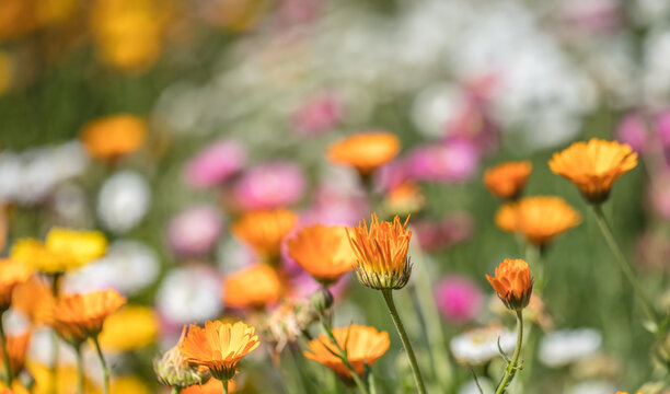 Soomer-Bilder: Stock-Fotos & -Videos. | Adobe Stock