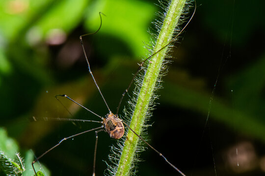 「Faucheuse」の画像 - 221 件の Stock 写真、ベクターおよびビデオ | Adobe Stock