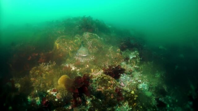 Paralithodes bilder – Bläddra bland 116 stockfoton, vektorer och videor ...