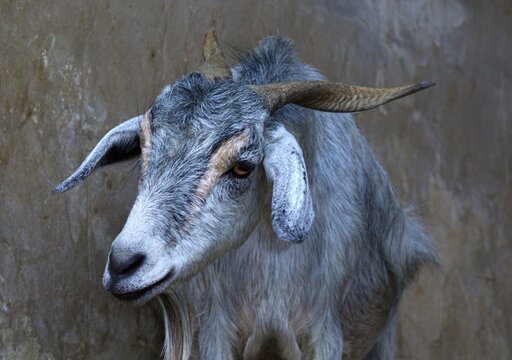 "Grey Goat" Images – Browse 376 Stock Photos, Vectors, and Video ...