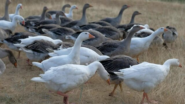 Gaggle Images – Parcourir 7,543 le catalogue de photos, vecteurs et ...