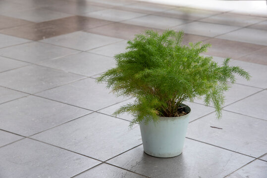 Sparrowgrass Bilder – Durchsuchen 242,064 Archivfotos, Vektorgrafiken ...